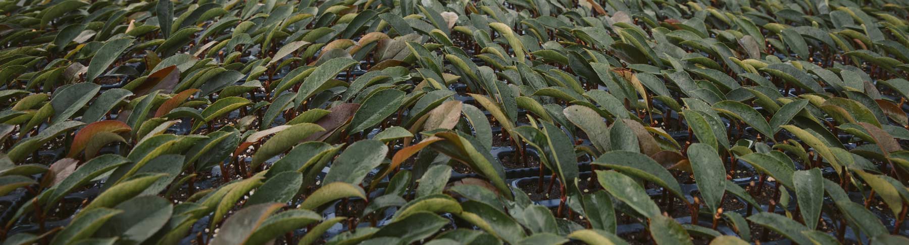 Contatti - Toffolon Piante - produzione giovani piante