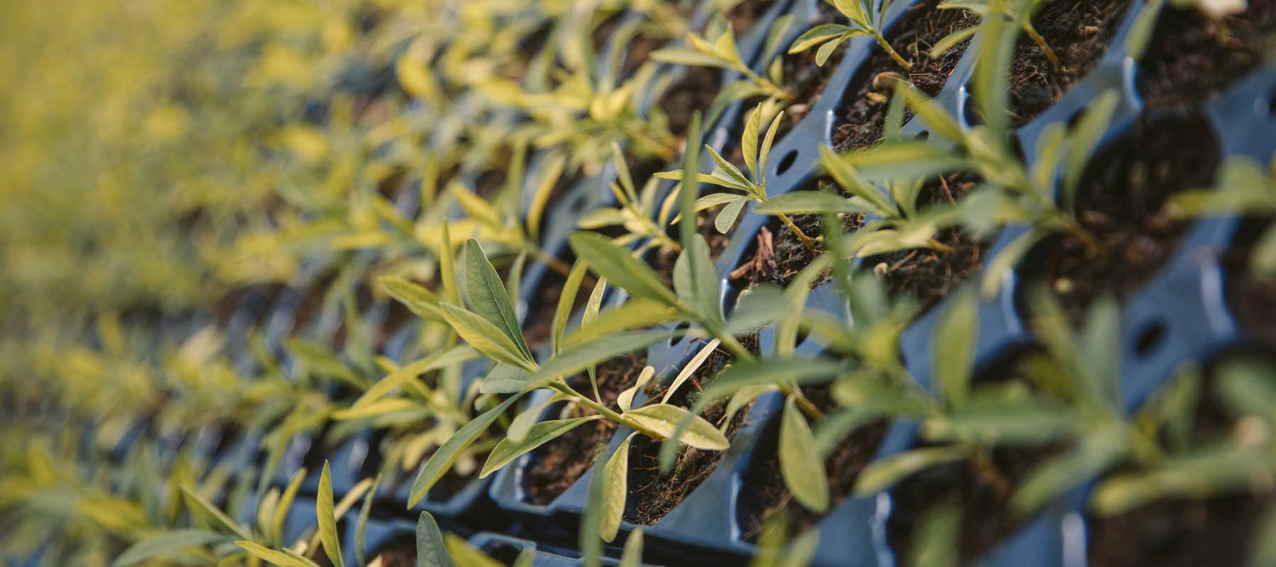 Production - Toffolon Piante - nursery production